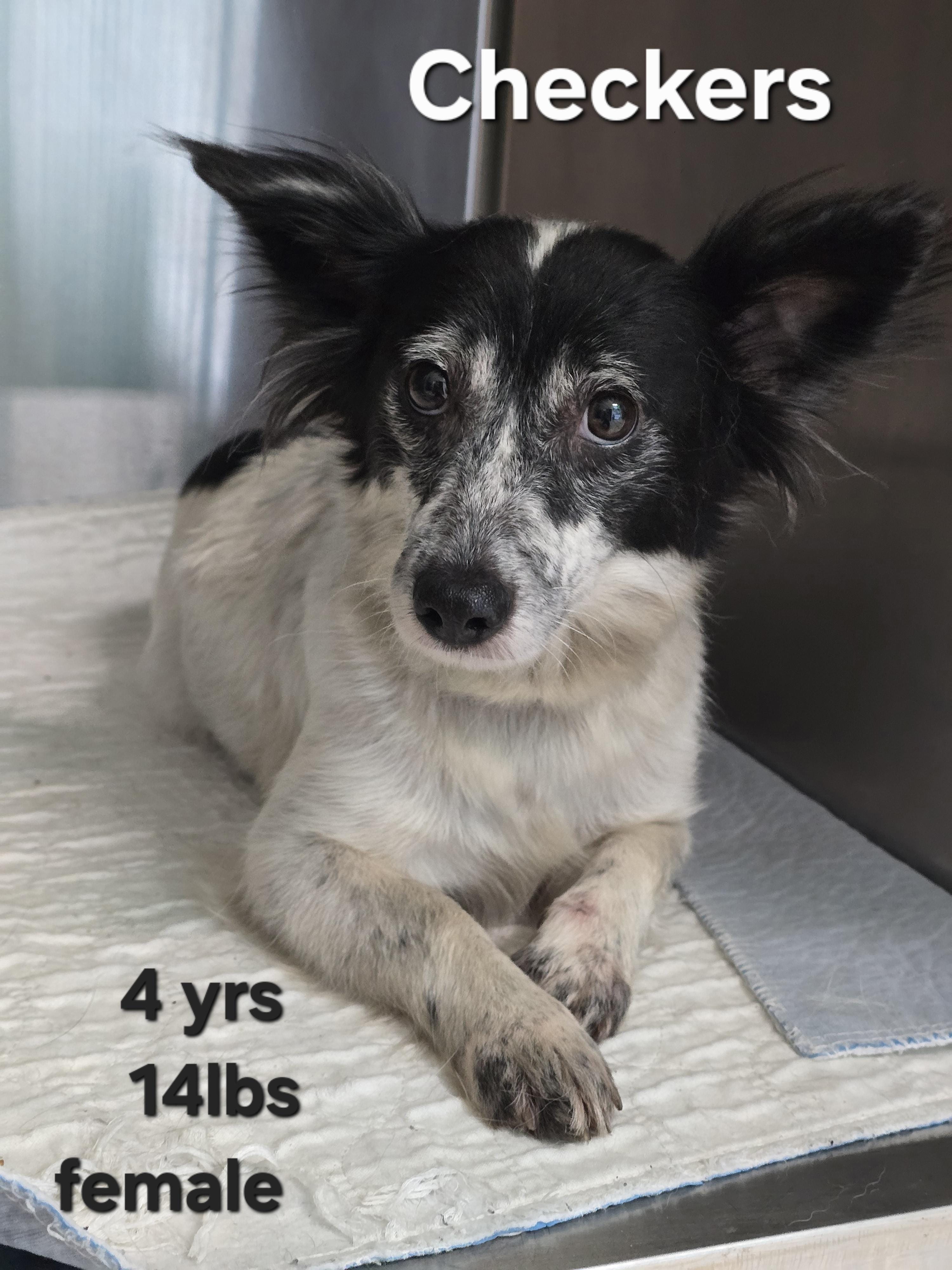 Adopt Checkers Today - Find Paw Pal