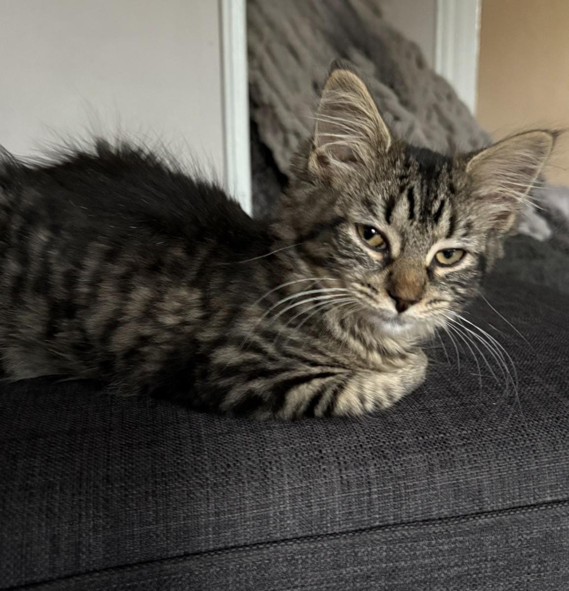 Adopt Livia Today - Find Paw Pal