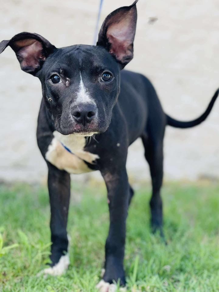 Adopt STUMPY Today - Find Paw Pal