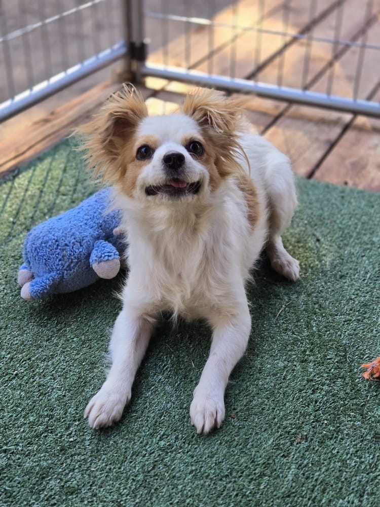 Adopt Kelly Today - Pets TheCountyOffice