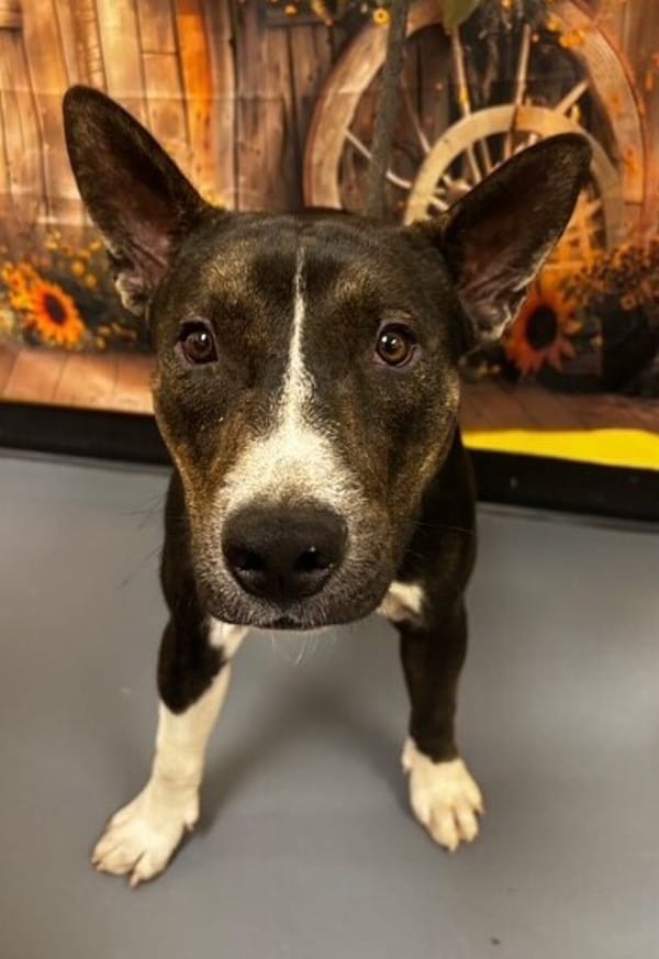 Paulding County Animal Control in Dallas, GA - Pets TheCountyOffice