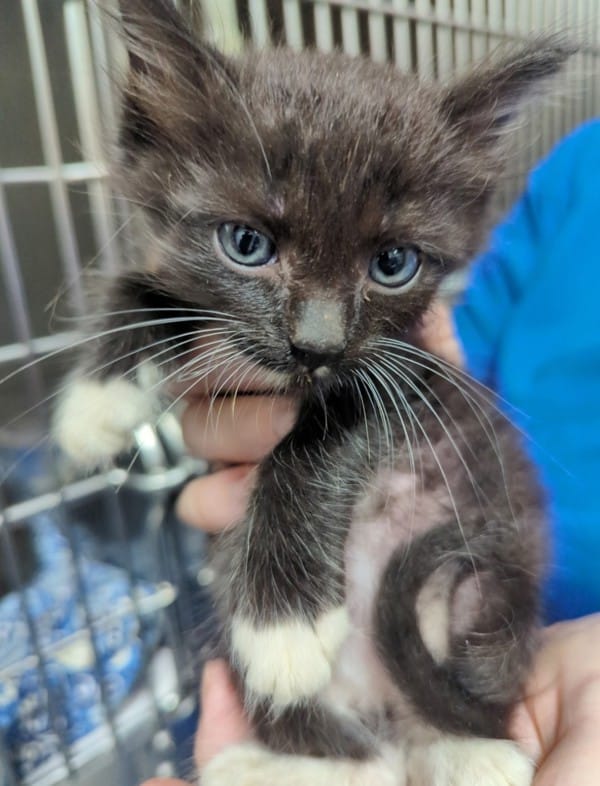 Paulding County Animal Control in Dallas, GA - Pets TheCountyOffice