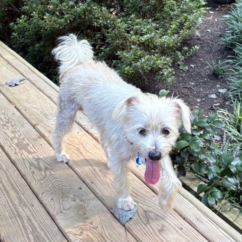 Adopt Yandy Today - Find Paw Pal