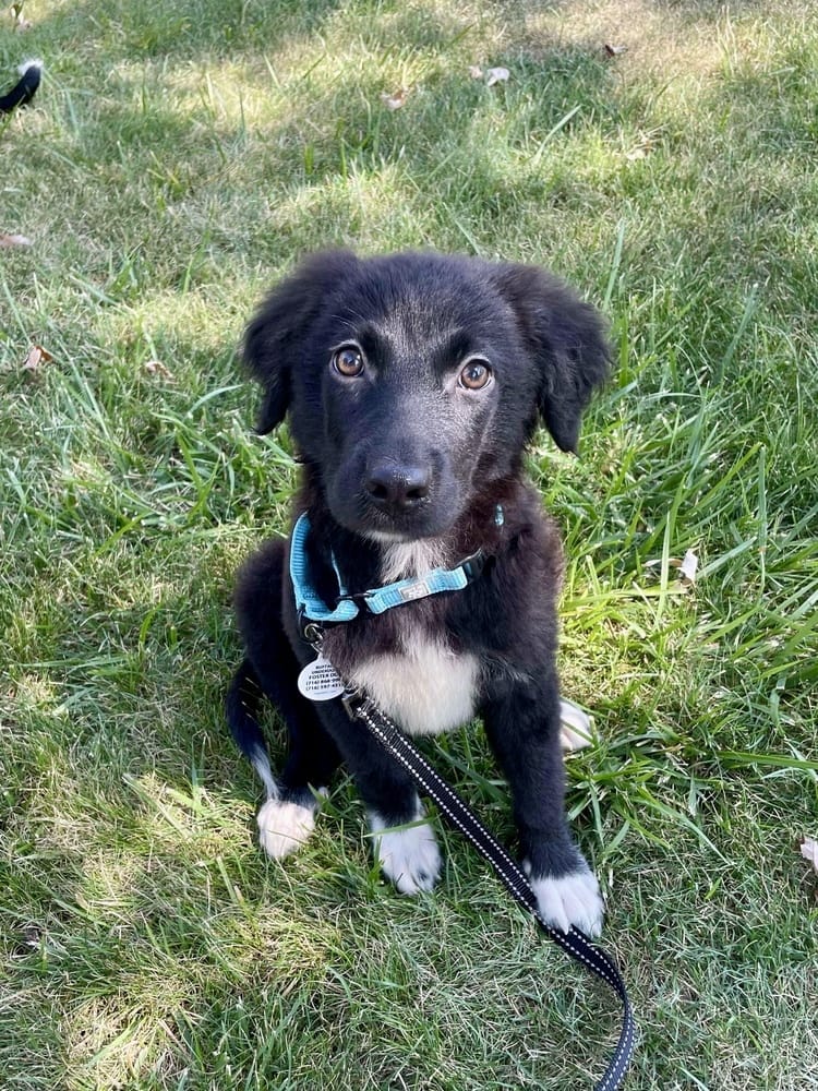 Adopt Maui Today - Pets TheCountyOffice