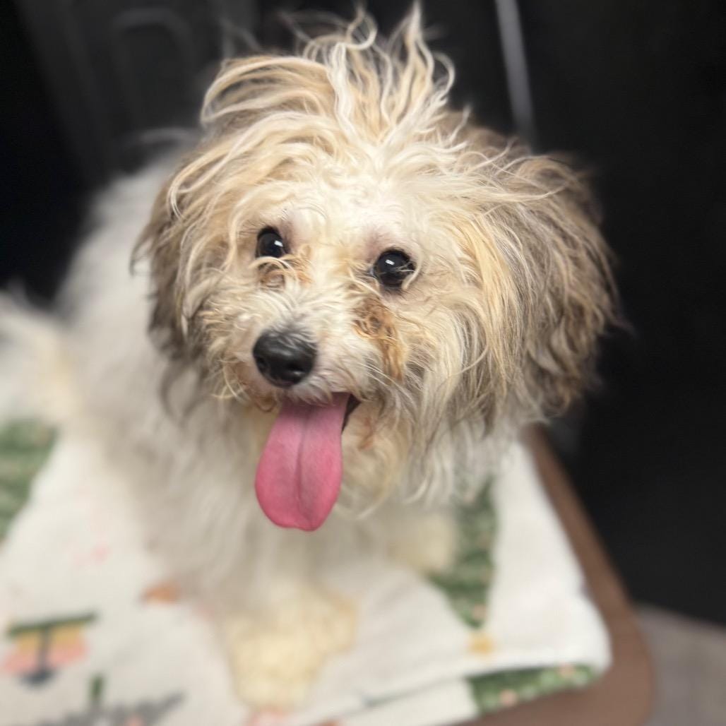 Adopt Meg Today - Pets TheCountyOffice
