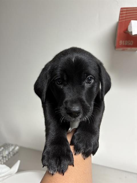 Adopt Dug Today - Pets TheCountyOffice