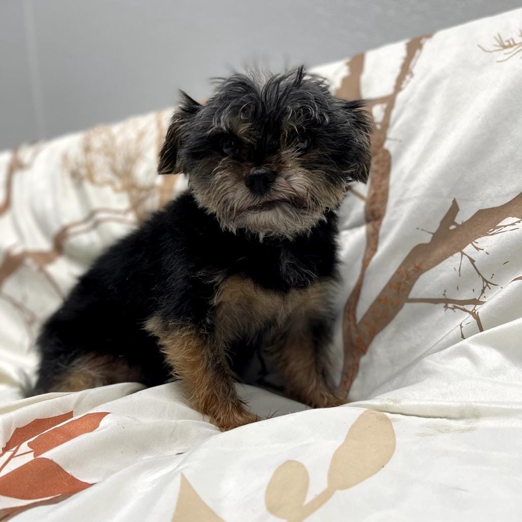 Adopt Tucker Today - Pets TheCountyOffice
