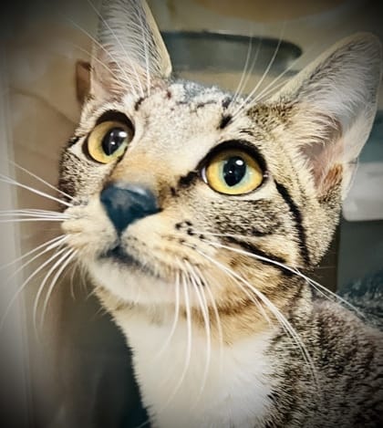 Humane Society for Greater Savannah in Savannah, GA - Find Paw Pal