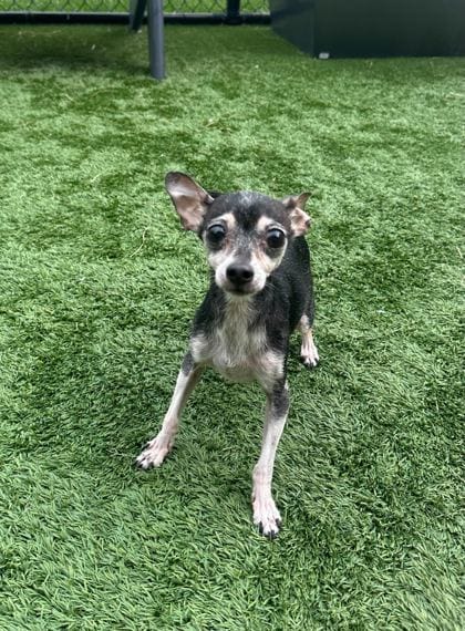 Adopt Tink Today - Pets TheCountyOffice