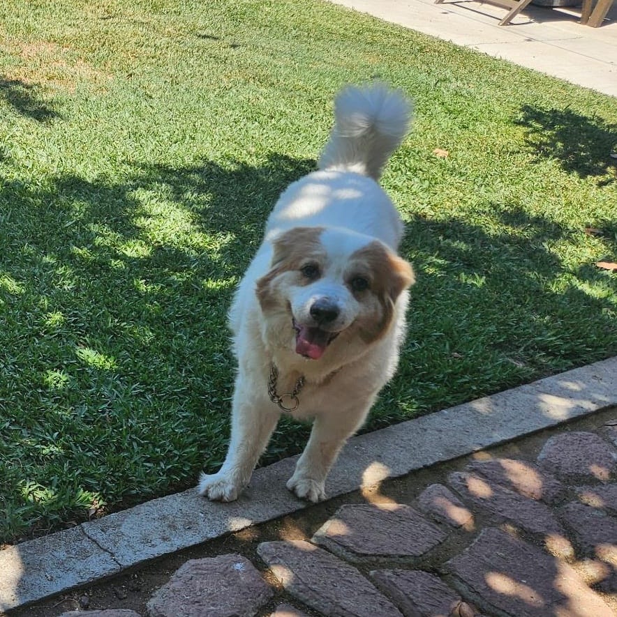 Adopt Lady Joy Today - Find Paw Pal