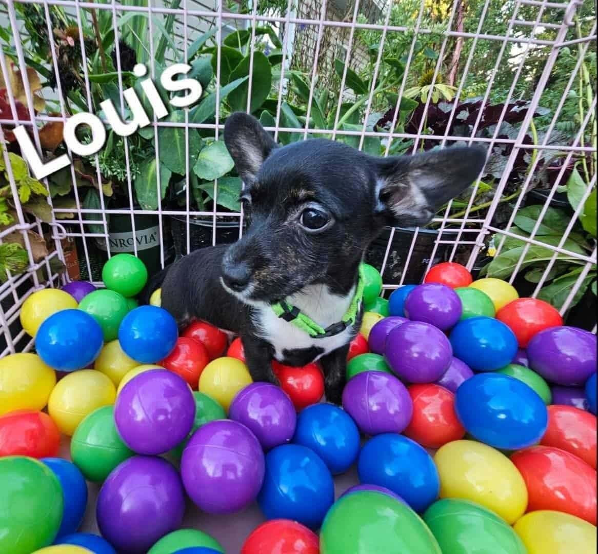 Adopt Louis Today - Find Paw Pal