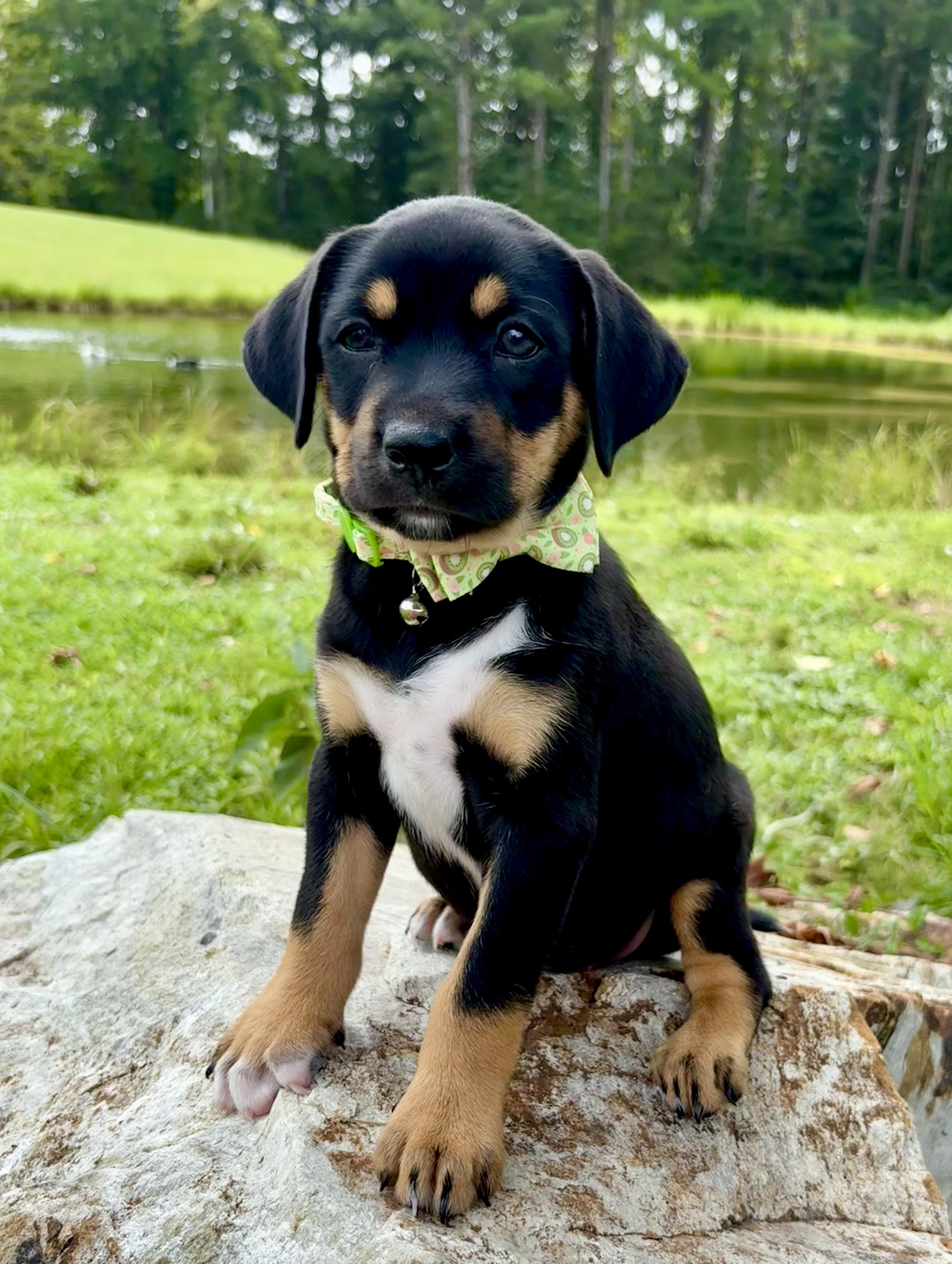 Adopt Kiwi Today - Find Paw Pal