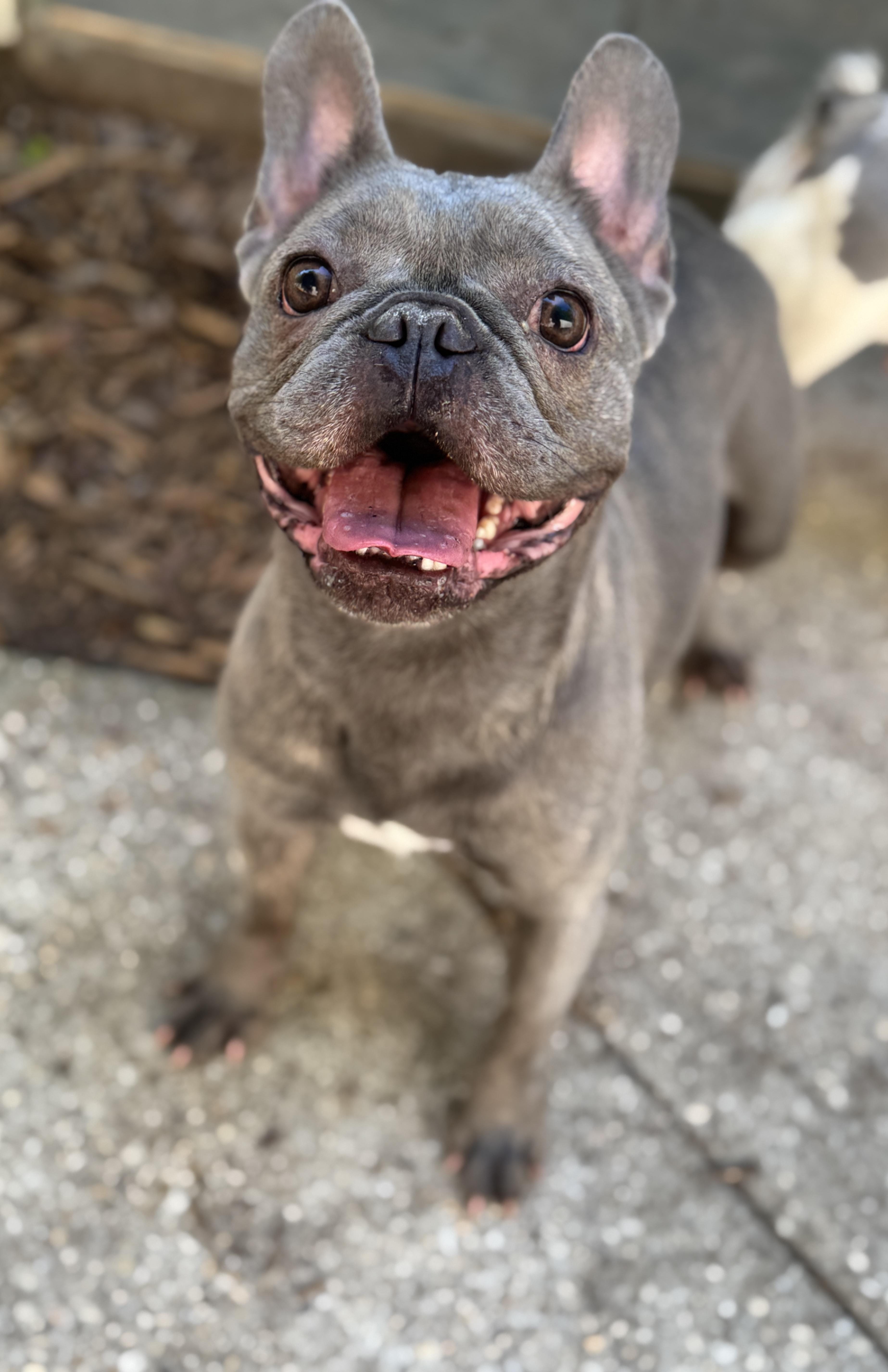 Adopt Amber Today - Pets TheCountyOffice