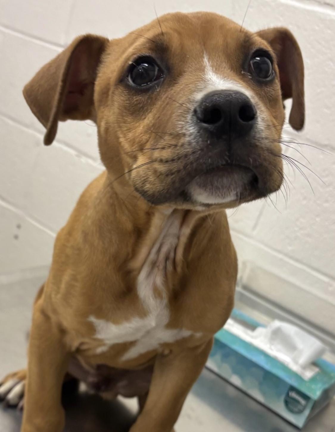 Adopt Chowder AVAILABLE Today - Find Paw Pal