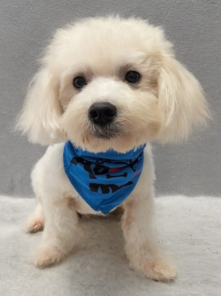 Adopt Masimo-Adorable Maltipoo! Today - Pets TheCountyOffice