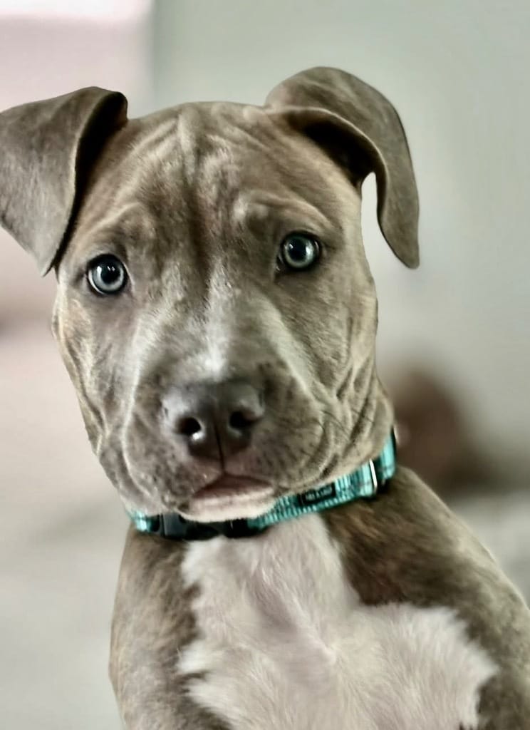 Adopt Mojo-Good Puppy! Today - Find Paw Pal