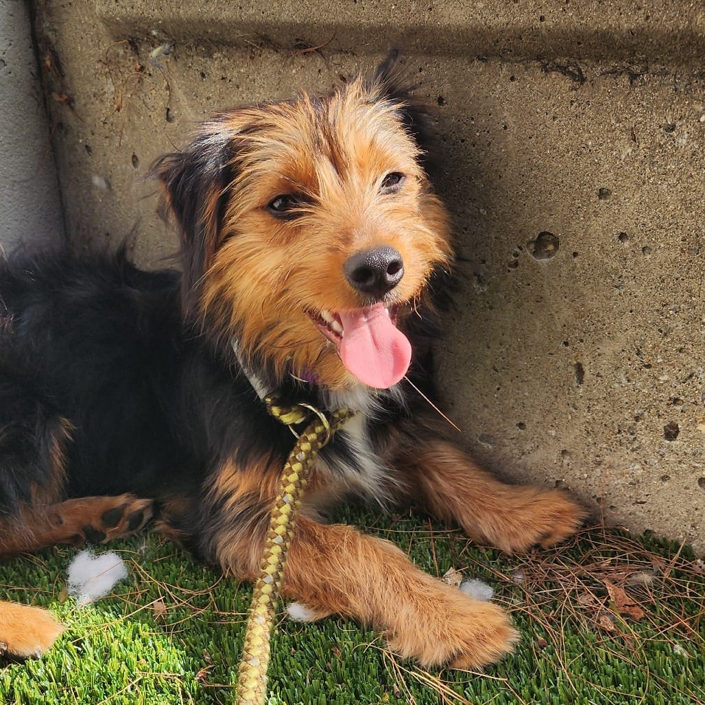 Adopt Harlow Today - Pets TheCountyOffice