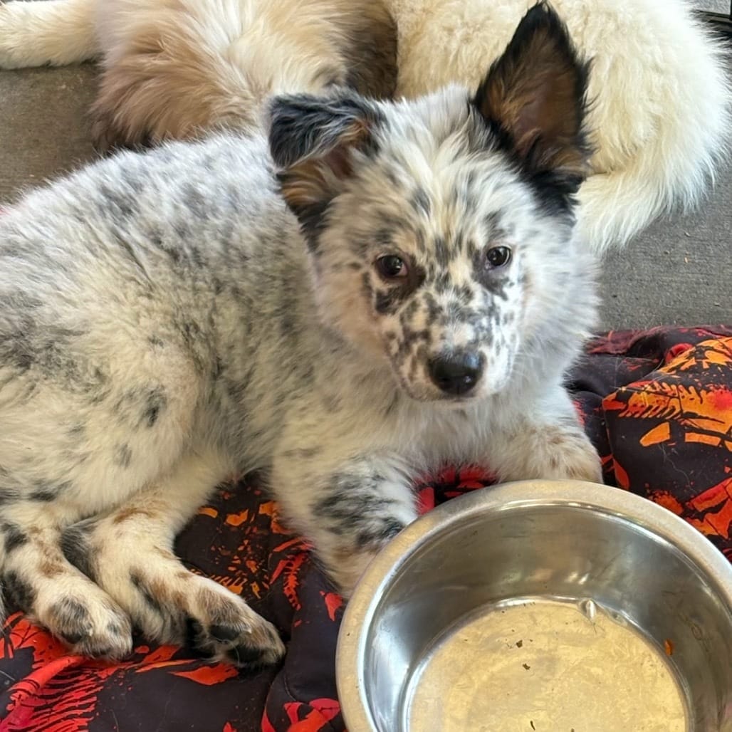 Adopt Hulk Hogan Today - Pets TheCountyOffice
