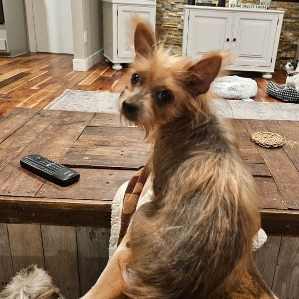 Adopt Harper Today - Pets TheCountyOffice