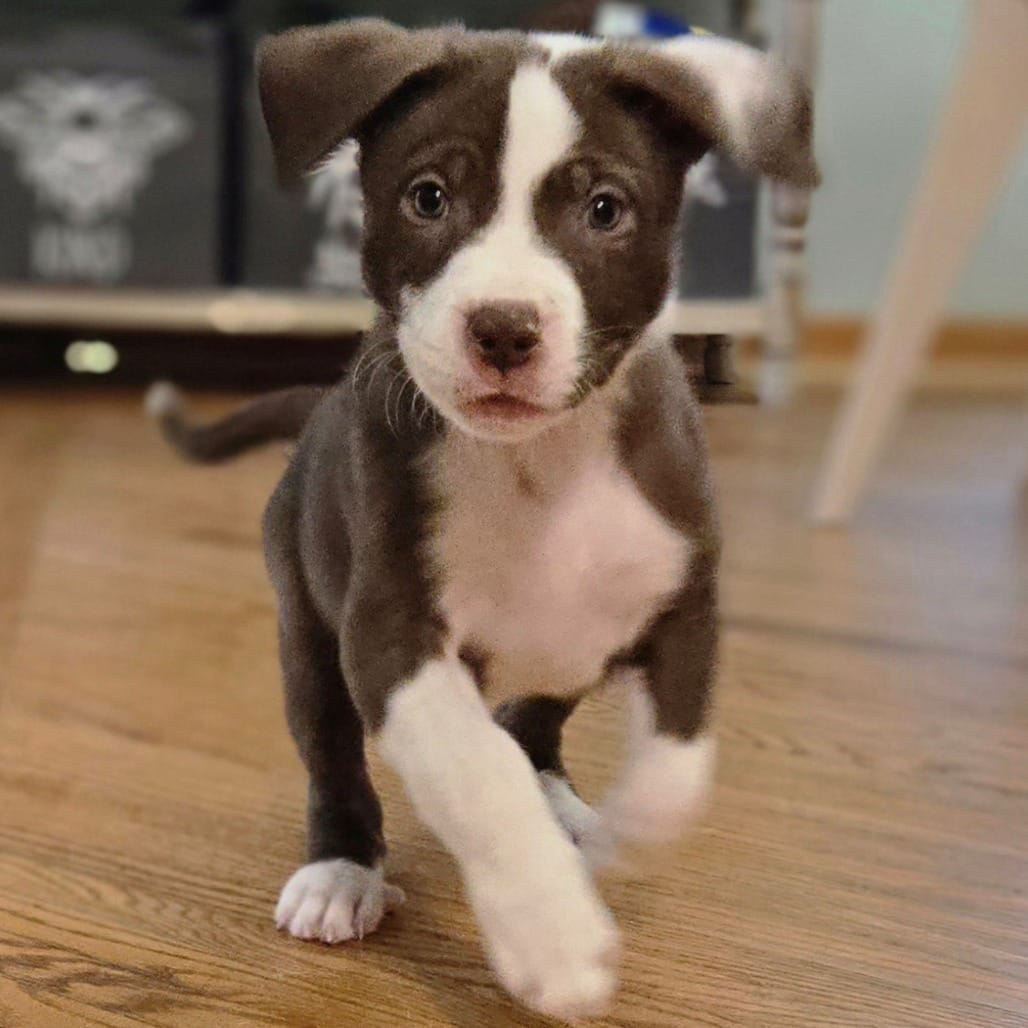Adopt Brussels Sprout Today - Find Paw Pal