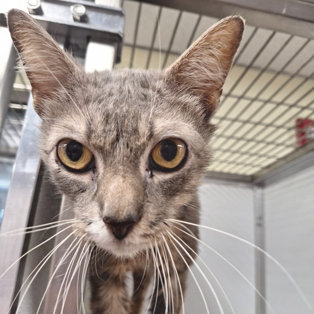 The humane society in Binghamton, NY - Find Paw Pal