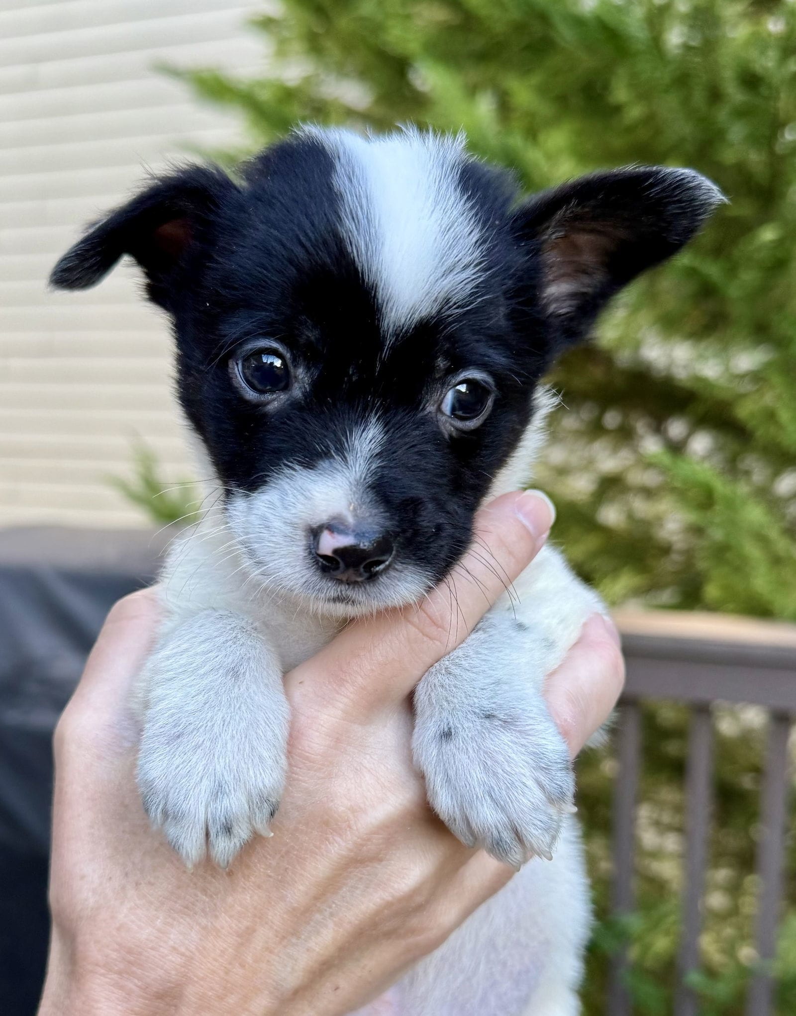 Adopt Hampton Tony Today - Pets TheCountyOffice