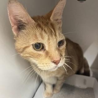 Adopt OG Today - Pets TheCountyOffice