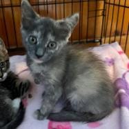 Adopt Ms. Norbury Today - Pets TheCountyOffice
