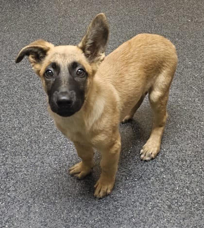 Adopt Dexter Today - Pets TheCountyOffice