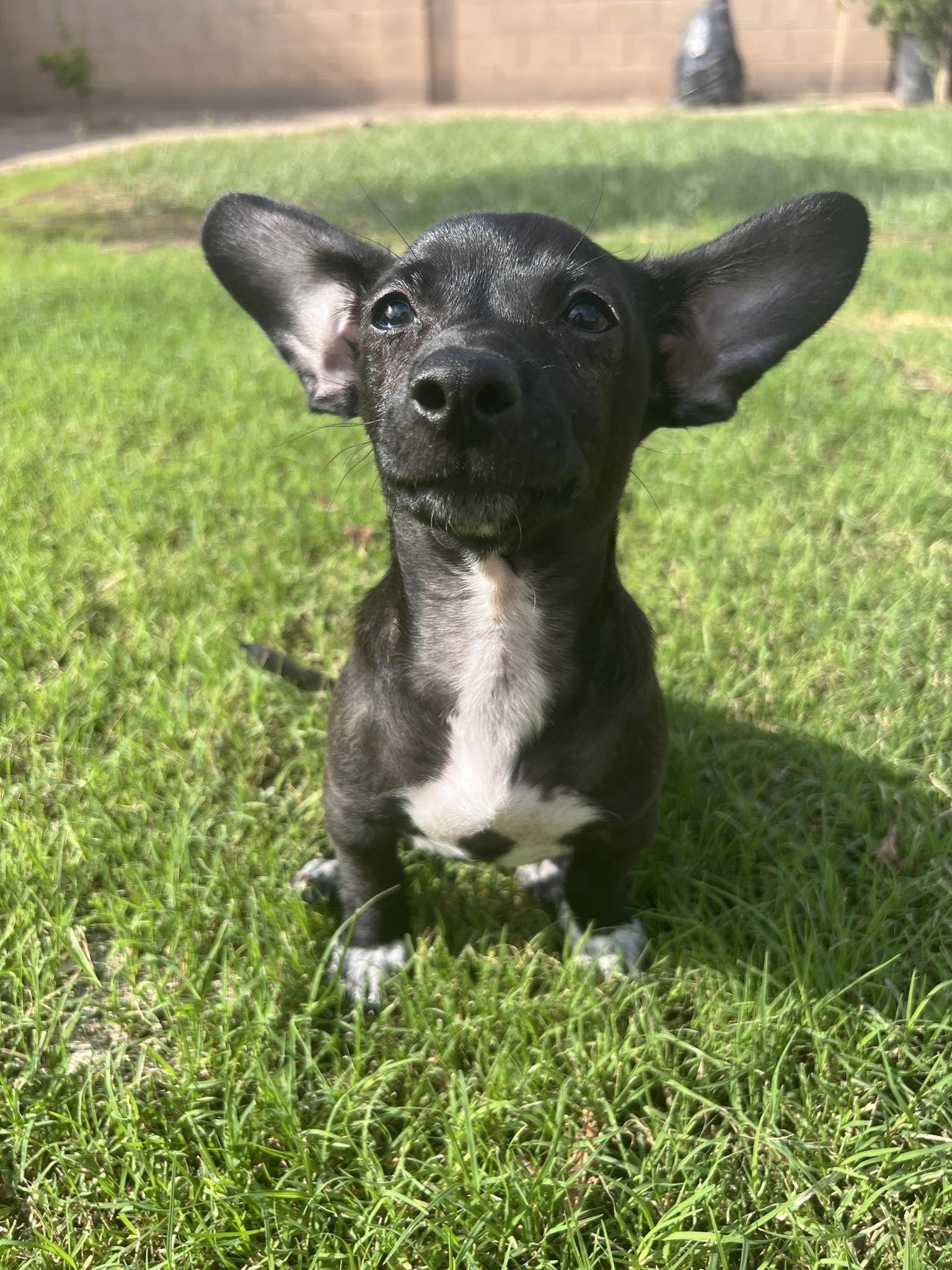 Adopt Pixie Today - Pets TheCountyOffice