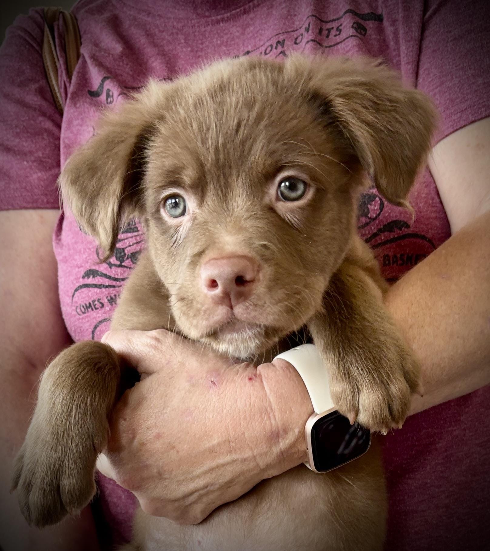 Adopt Harry Today - Pets TheCountyOffice