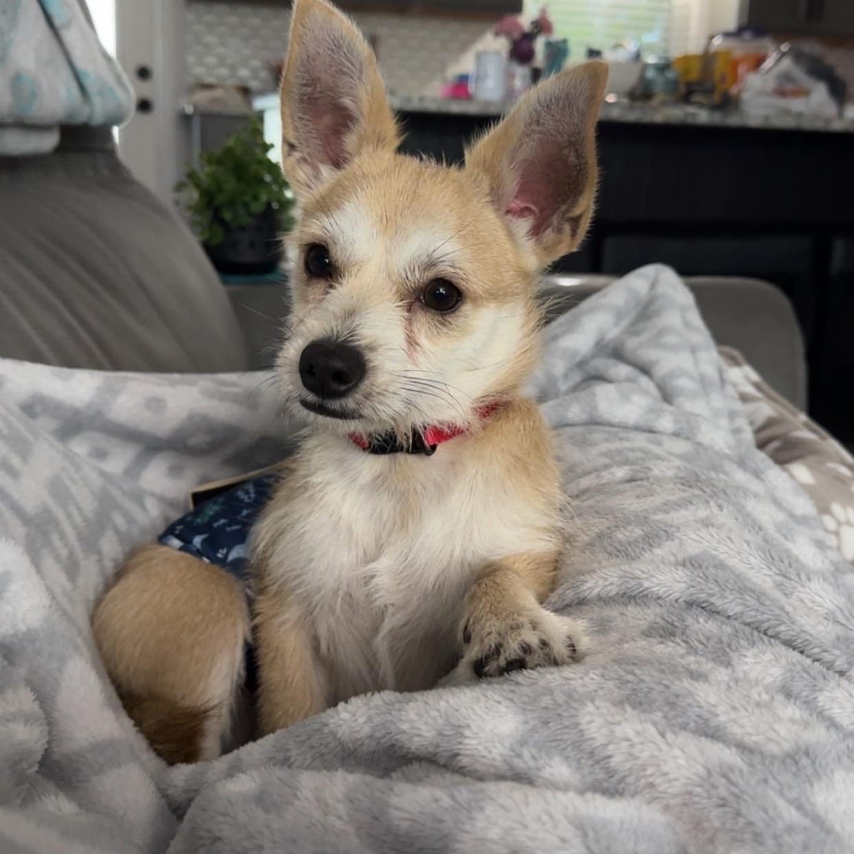 Adopt Choco Today - Pets TheCountyOffice