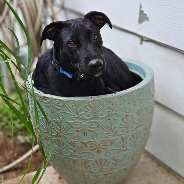 Adopt Reyi the Pocket Lab Today - Pets TheCountyOffice