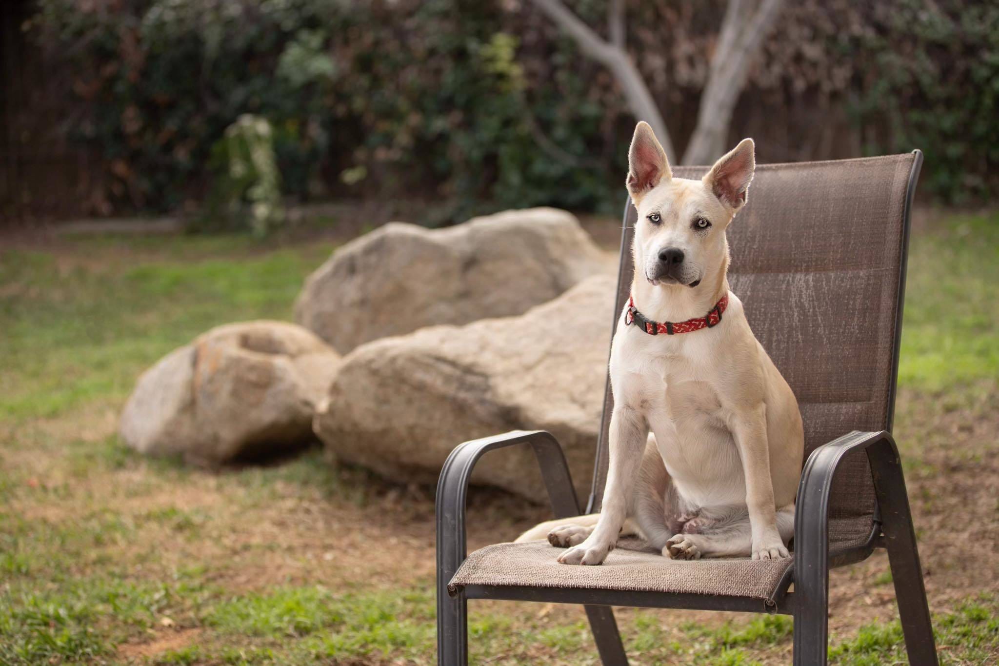Adopt Bea Today - Pets TheCountyOffice