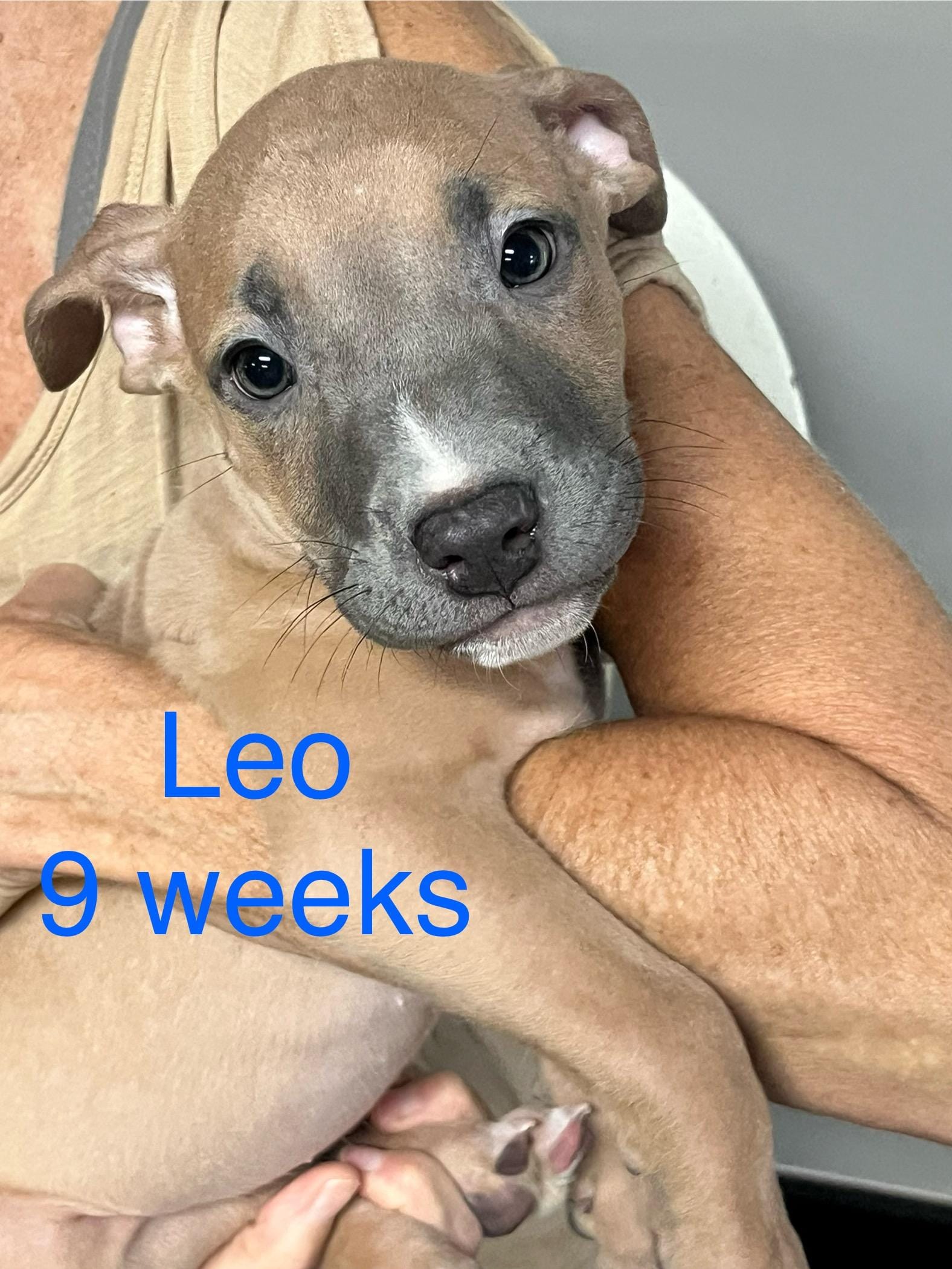 Adopt Leo Today - Pets TheCountyOffice