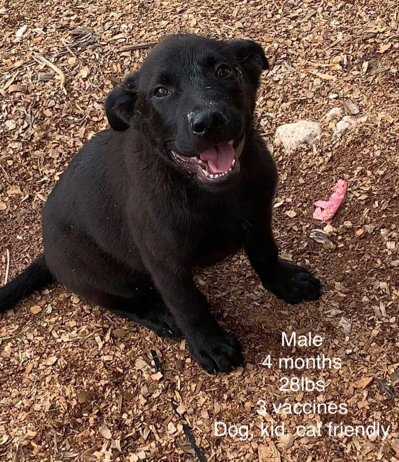 Adopt Clyde Today - Pets TheCountyOffice