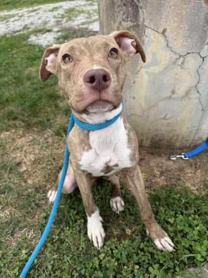 Adopt Smith Today - Pets TheCountyOffice