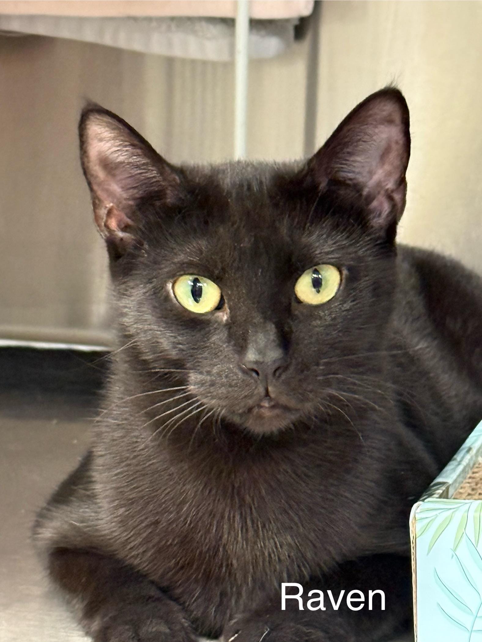Adopt Raven Today - Pets TheCountyOffice