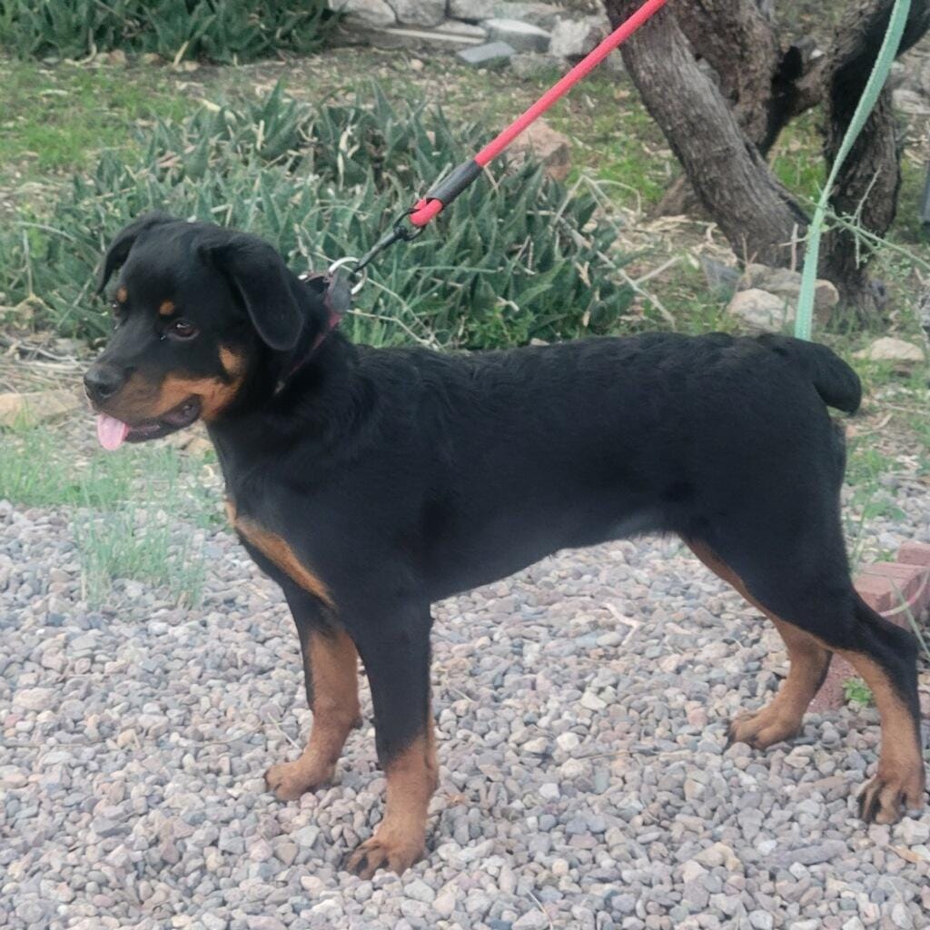 Adopt Jessie Today - Find Paw Pal