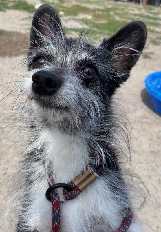 Adopt Ben Today - Pets TheCountyOffice