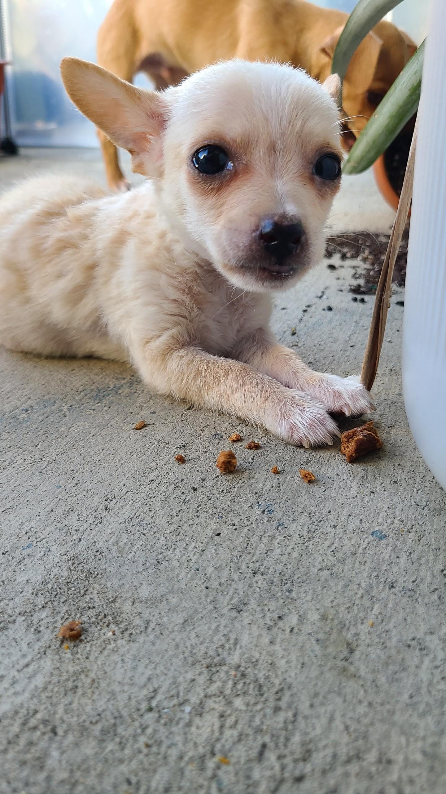 Adopt Ziggy Today - Pets TheCountyOffice