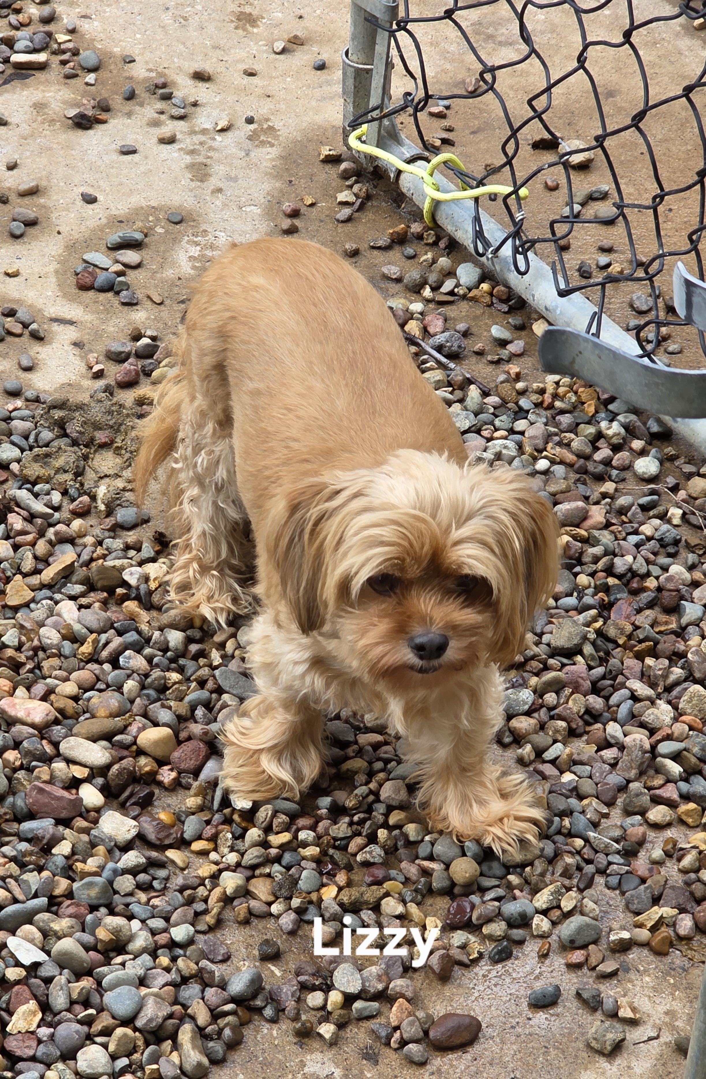 Adopt Weda Today - Pets TheCountyOffice