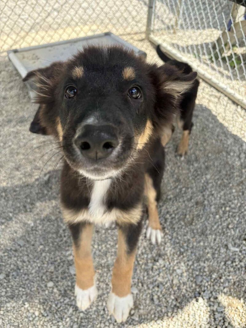 Adopt Mike Today - Pets TheCountyOffice