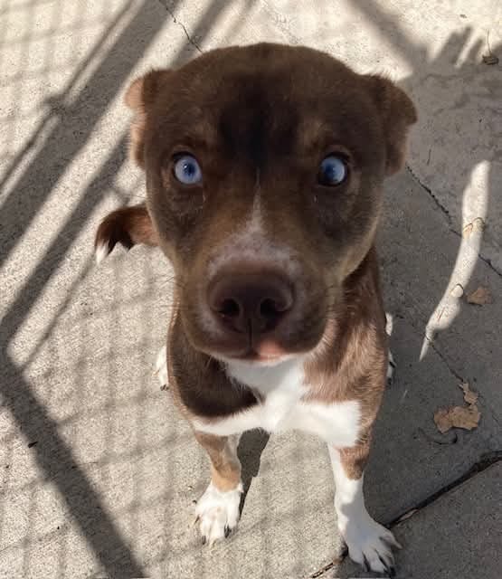Adopt Dexter - Aussie Mix #5 Today - Find Paw Pal