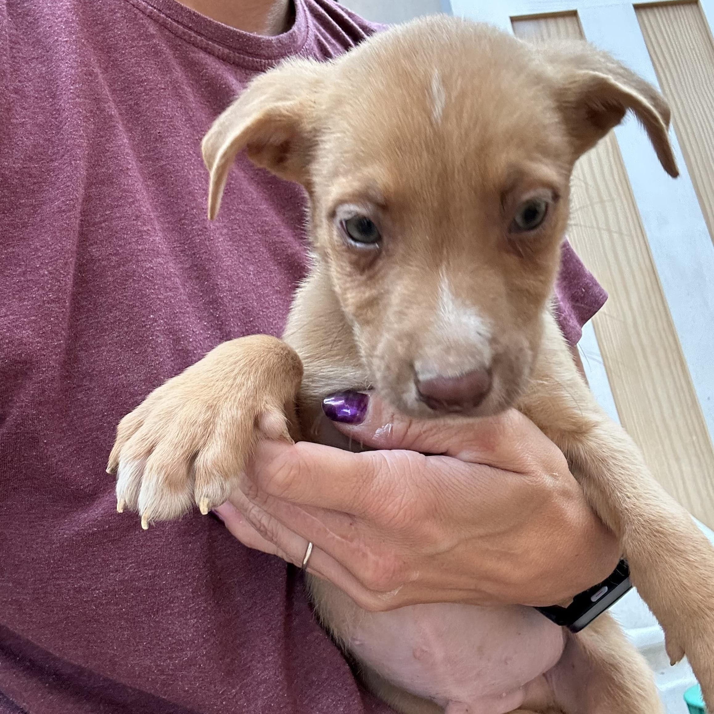 Adopt Opie Today - Find Paw Pal