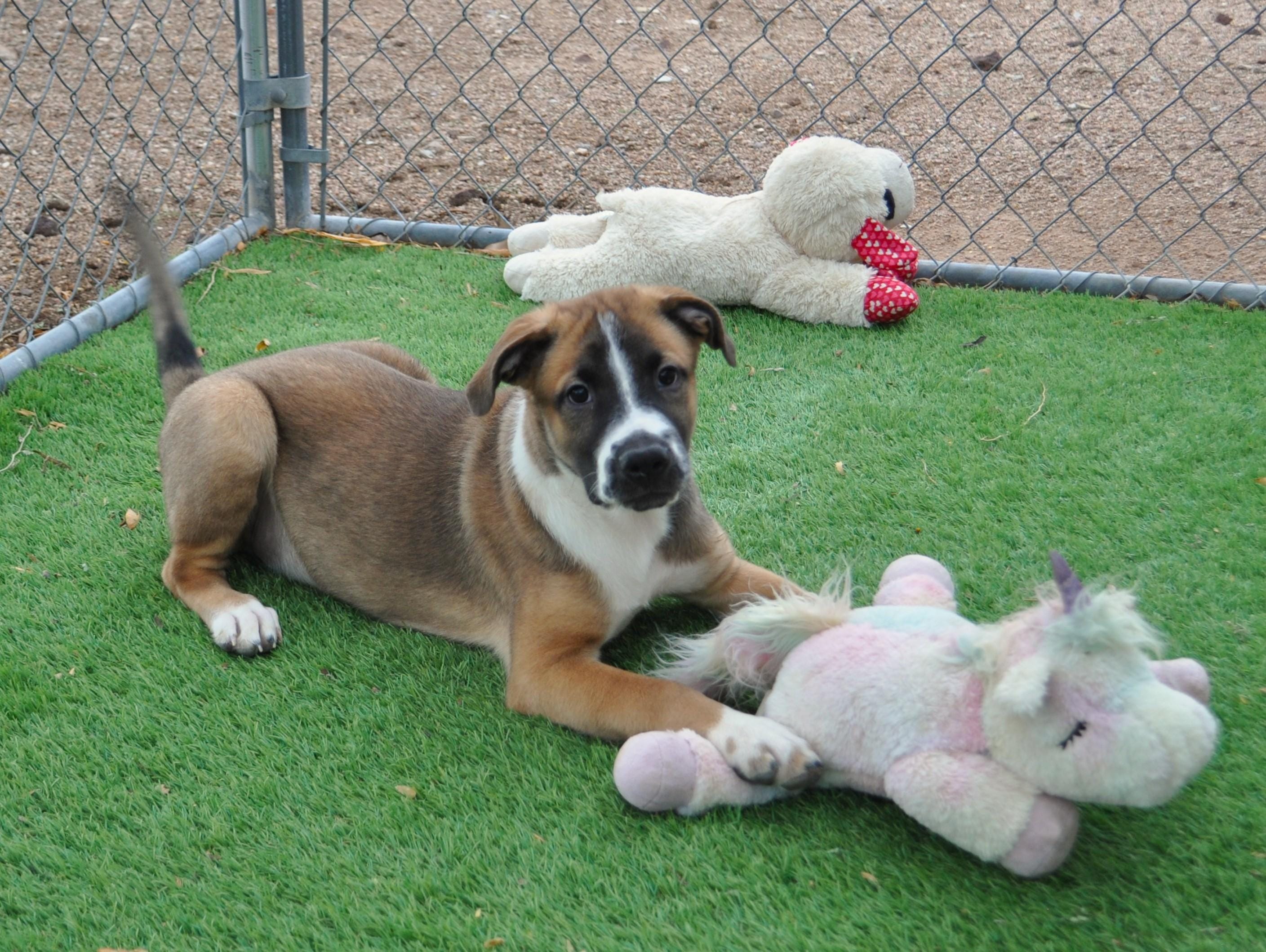 Adopt Chowder AVAILABLE Today - Find Paw Pal