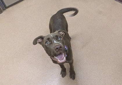 Humane Society of Boulder Valley in Boulder, CO - Find Paw Pal