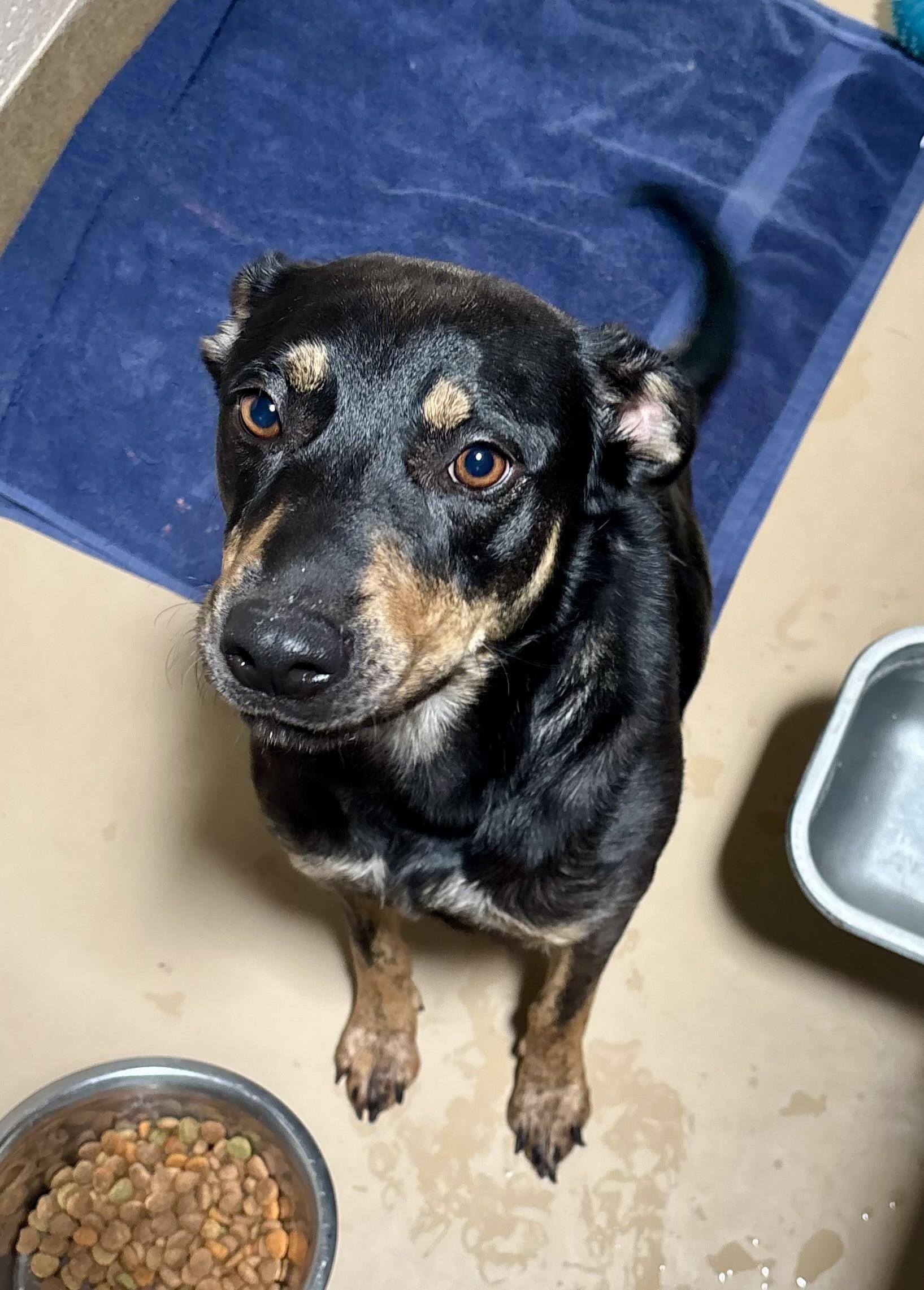 Adopt Mocha Today - Find Paw Pal