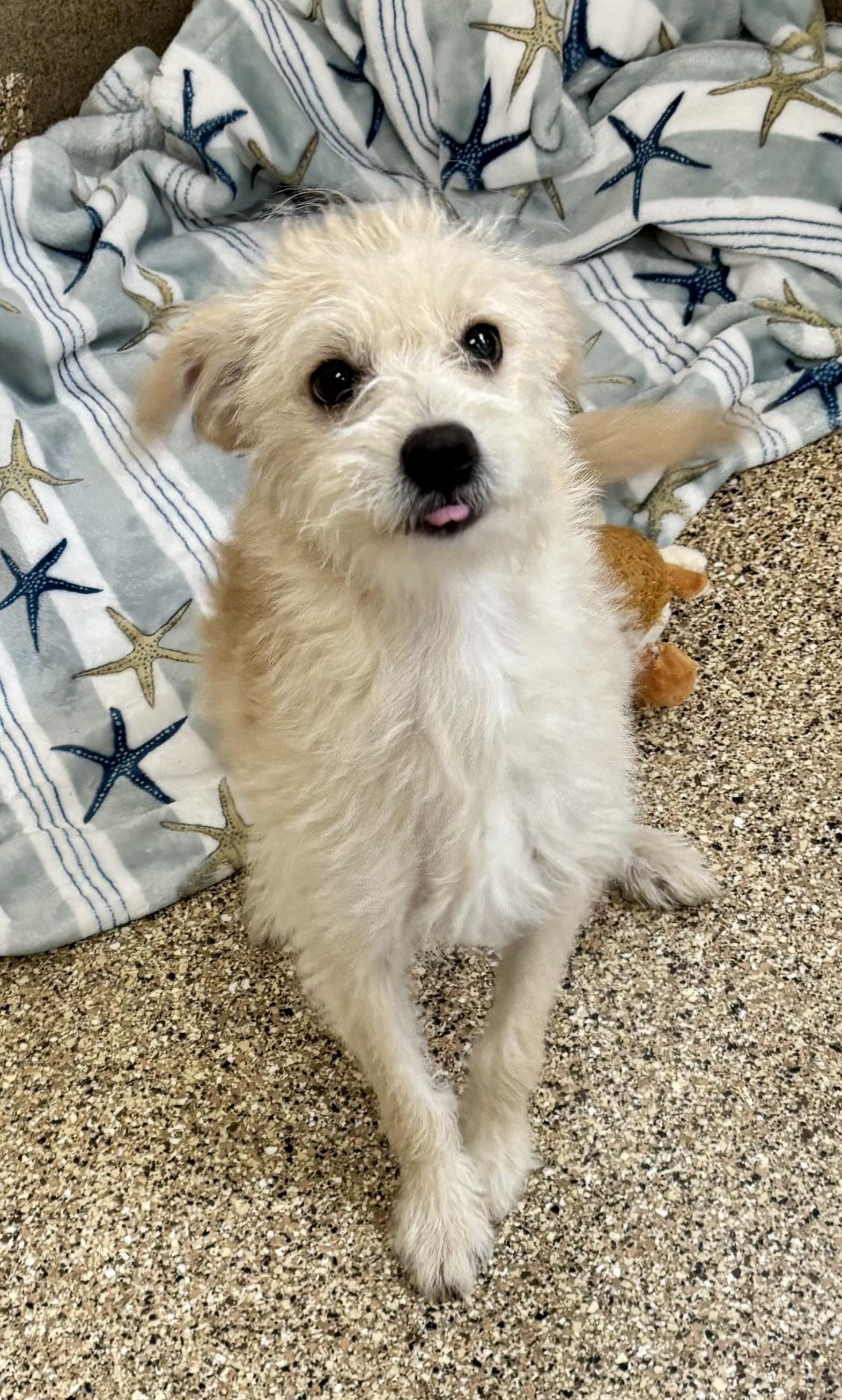 Adopt Alana Today - Find Paw Pal