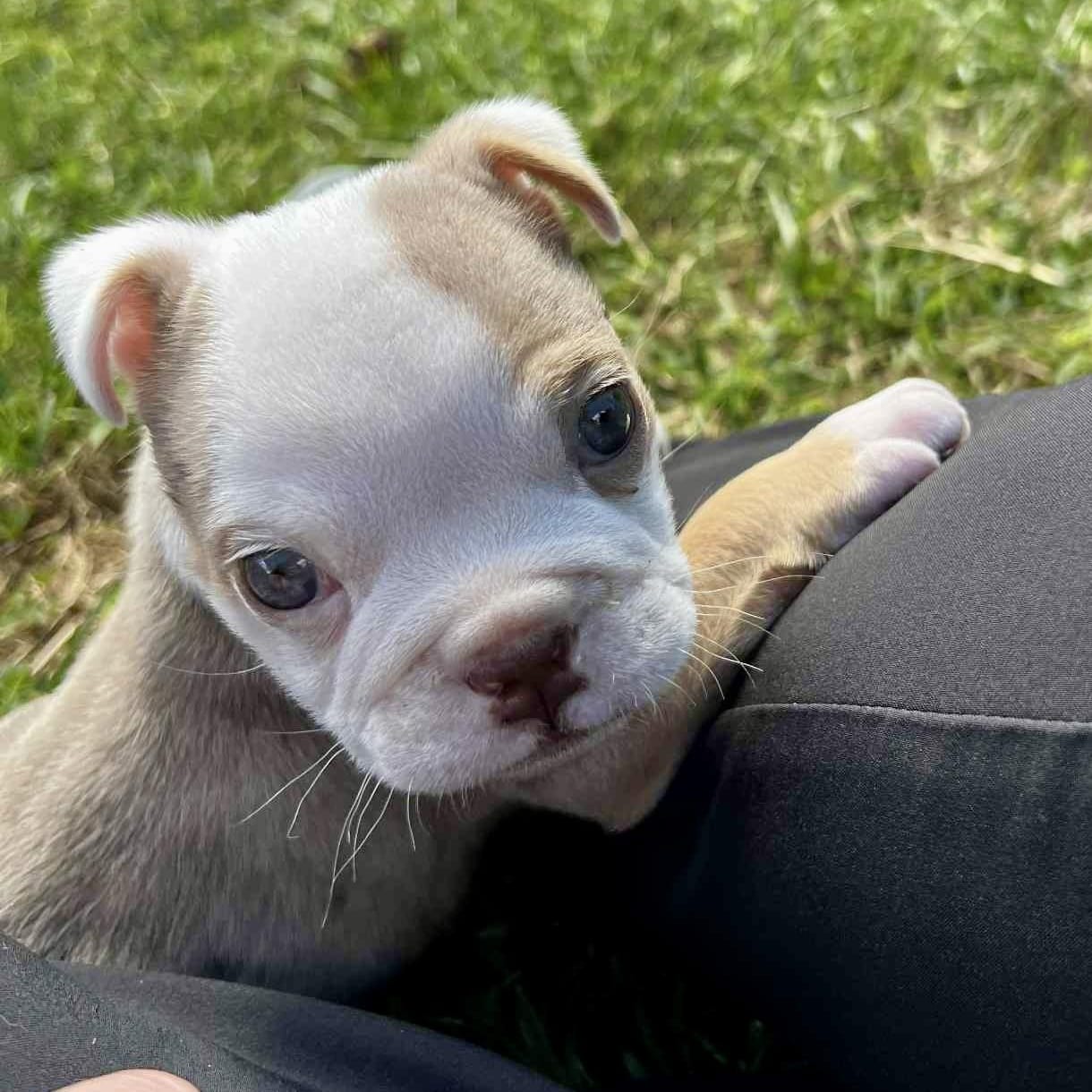 Adopt Barbara Today - Pets TheCountyOffice